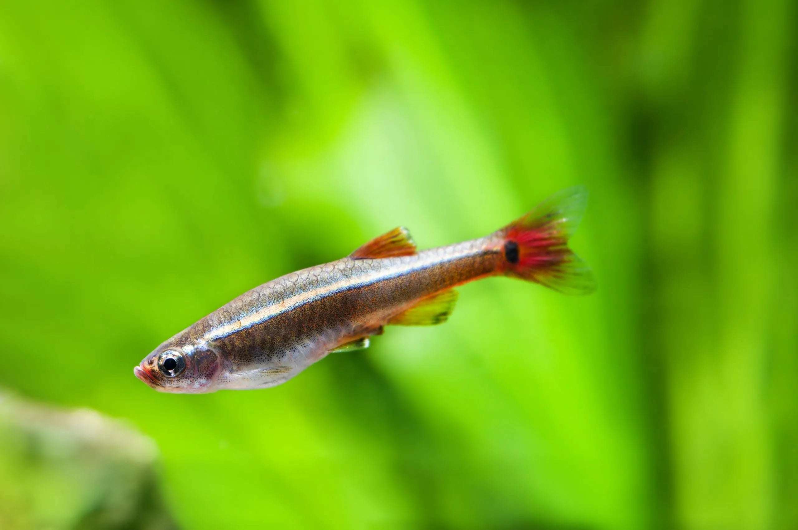 Tout savoir sur le Tanichtys – AQUAPOUSS'
